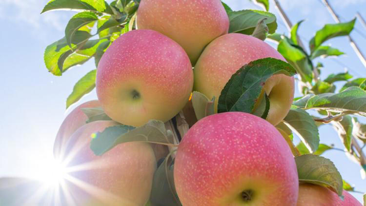 Washington's 2025 apple crop looks strong but may face labor challenges ...