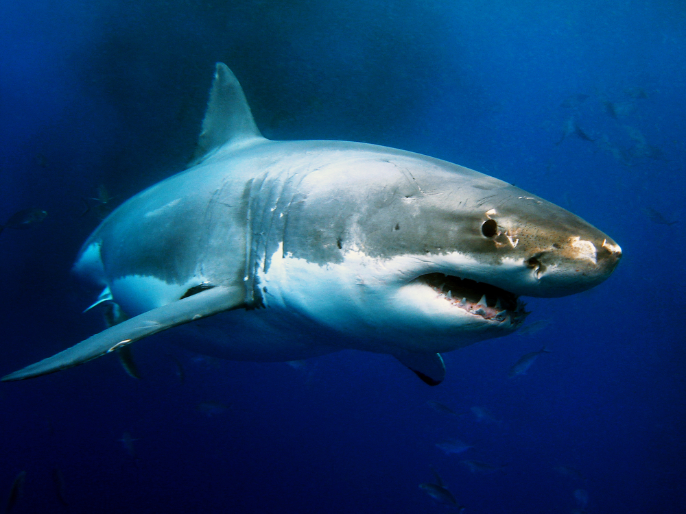 10 Ocean Predators That Lurk Off The U.S. Coastlines