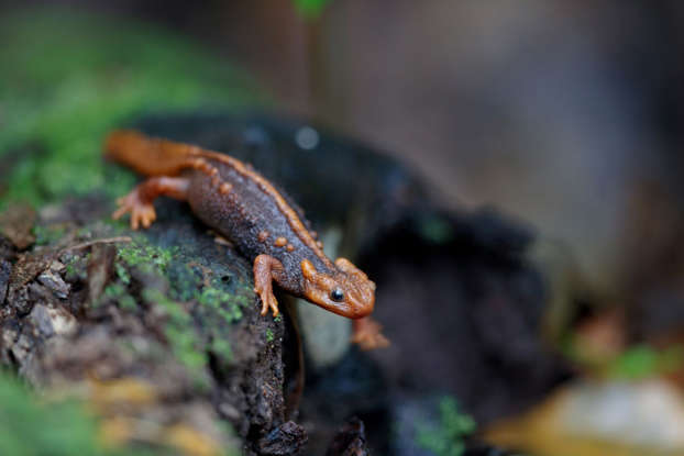20 strange new species discovered by scientists over the last 20 years 20 strange new species discovered by scientists over the last 20 years
