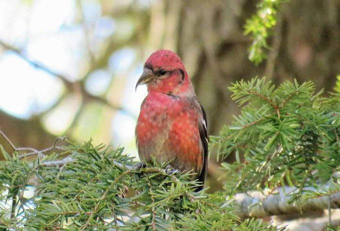 Small Conifer Trees Attract Birds for Food and Shelter