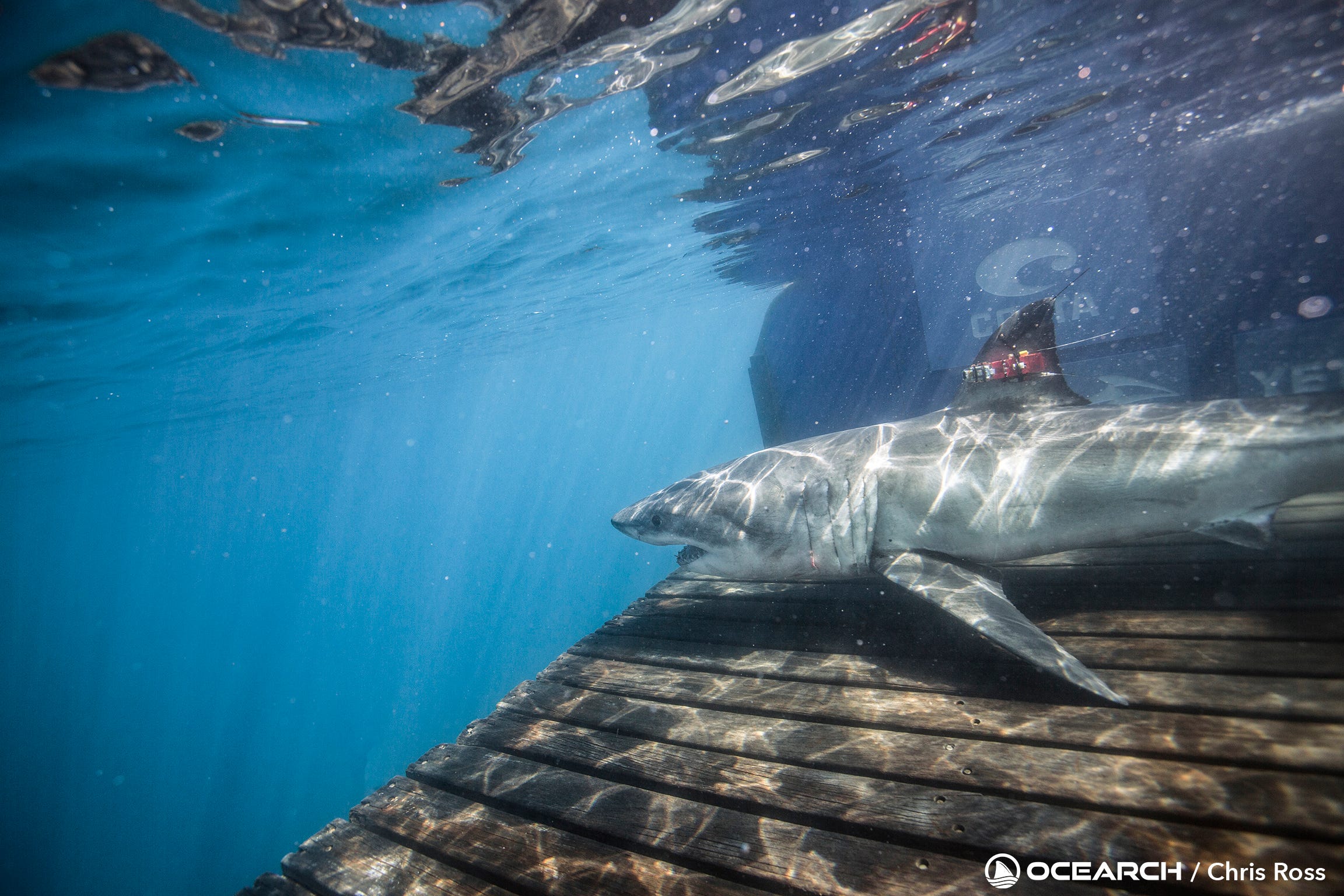 10-foot great white shark pings in Gulf of Mexico near Florida ...