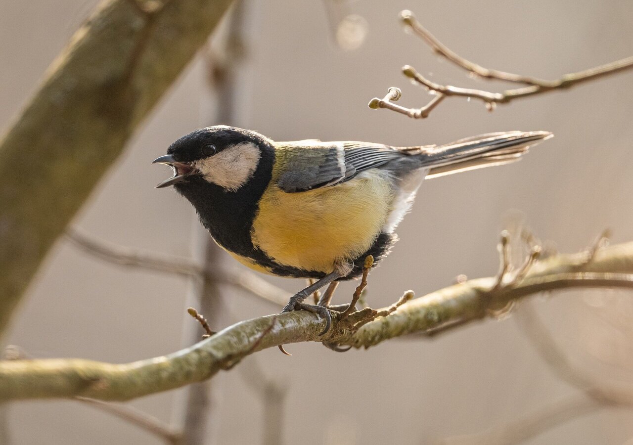 Vocal comprehension learning is widespread across birds
