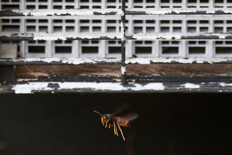 'Murder hornets' eradicated from US, Federal and Washington agriculture ...
