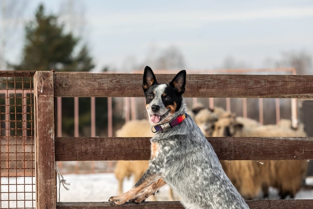 Top 15 Hardest Working Ranch Dogs And What Makes Them So Special
