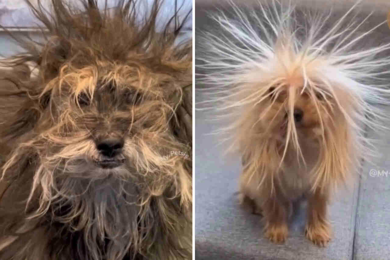 Vidéo hilarante réunit les chiens les plus décoiffés de la planète Vidéo hilarante réunit les chiens les plus décoiffés de la planète