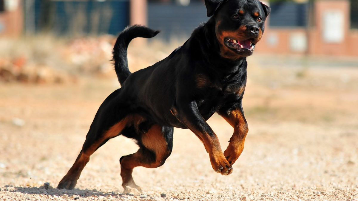 Bimba di 5 anni muore sbranata dai cani di famiglia a Covina nel ... Bimba di 5 anni muore sbranata dai cani di famiglia a Covina nel ...
