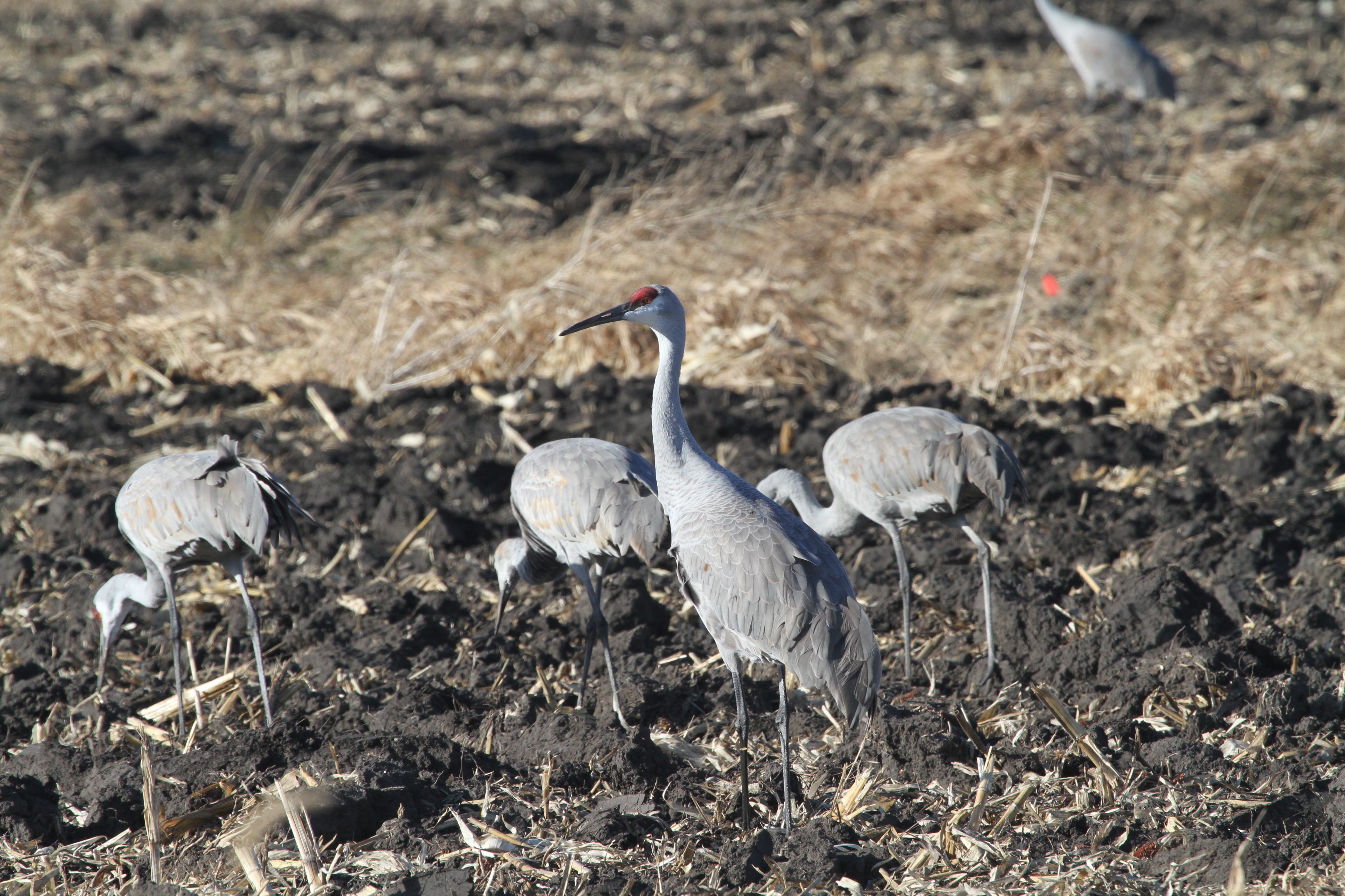 Wisconsin’s sandhill cranes are beautiful but damage our crops. Let ...