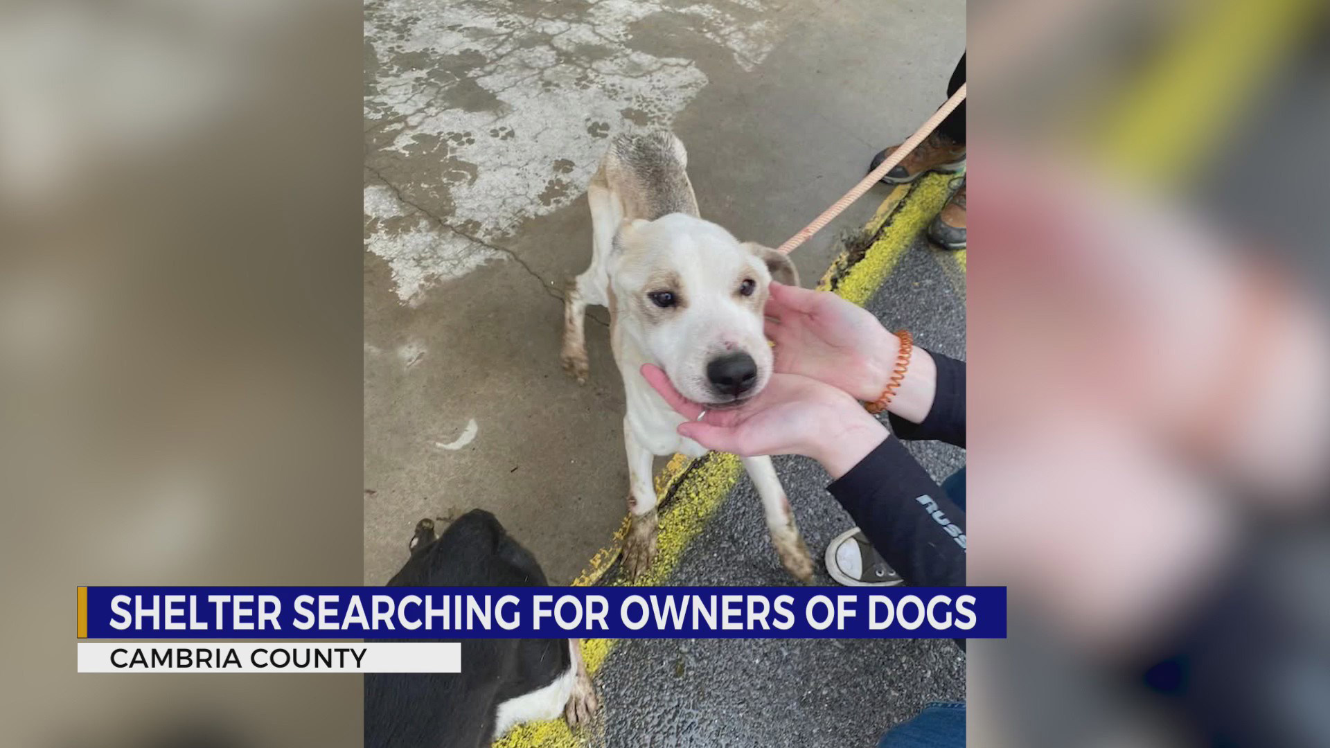 Emaciated dogs found in Cambria County, owners being sought Emaciated dogs found in Cambria County, owners being sought