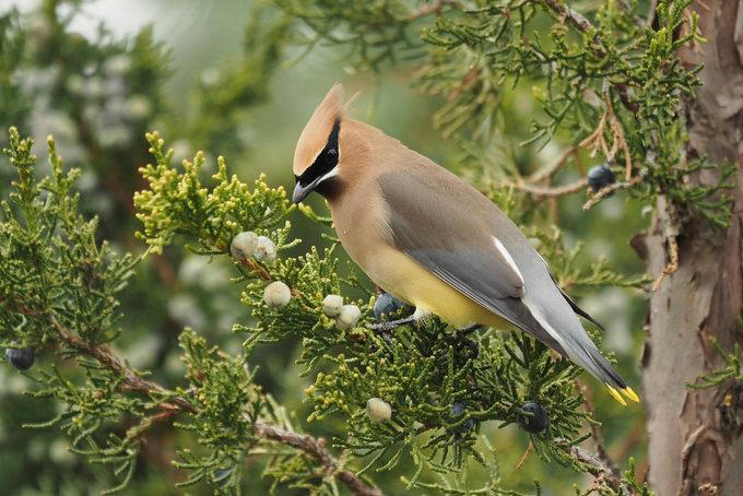 Small Conifer Trees Attract Birds for Food and Shelter