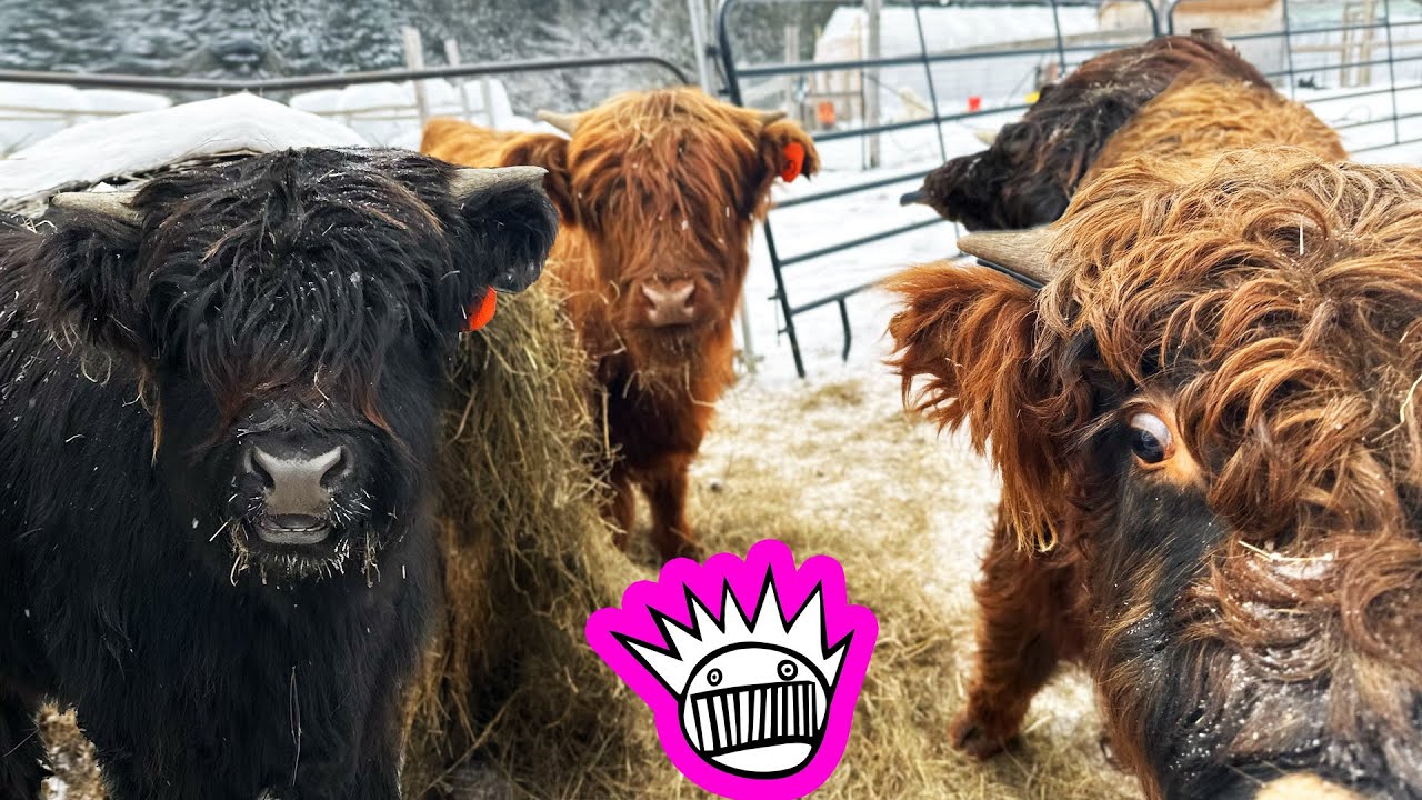 Why I must ween my calves this season