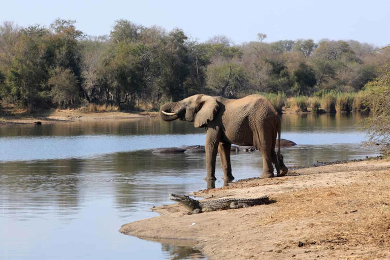 The Critical Role of Elephants in Ecosystem Balance (and What Might ...