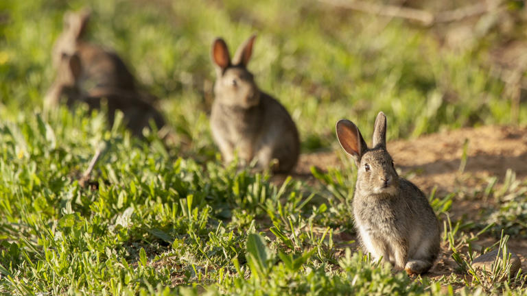 Concerns biological controls losing their edge as rabbit populations climb