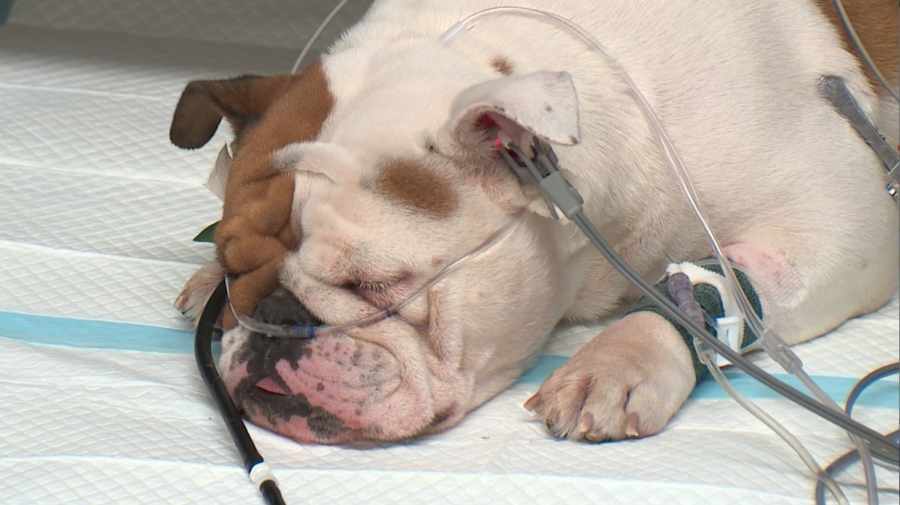 Las Vegas man admits guilt in ‘Reba’ case, which sparked new Nevada ...