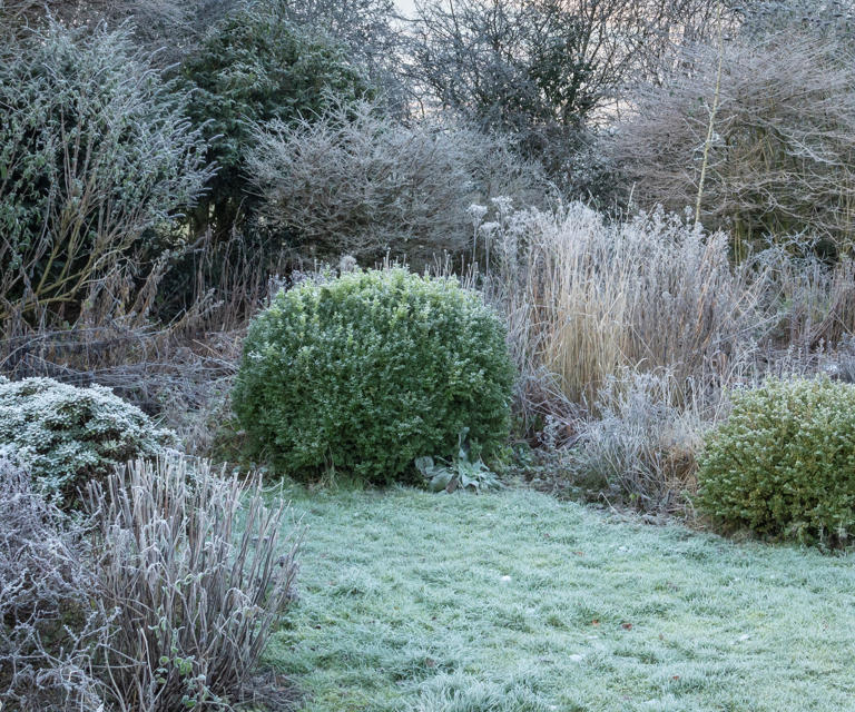 When to cover plants for frost – experts reveal the temperatures that ...