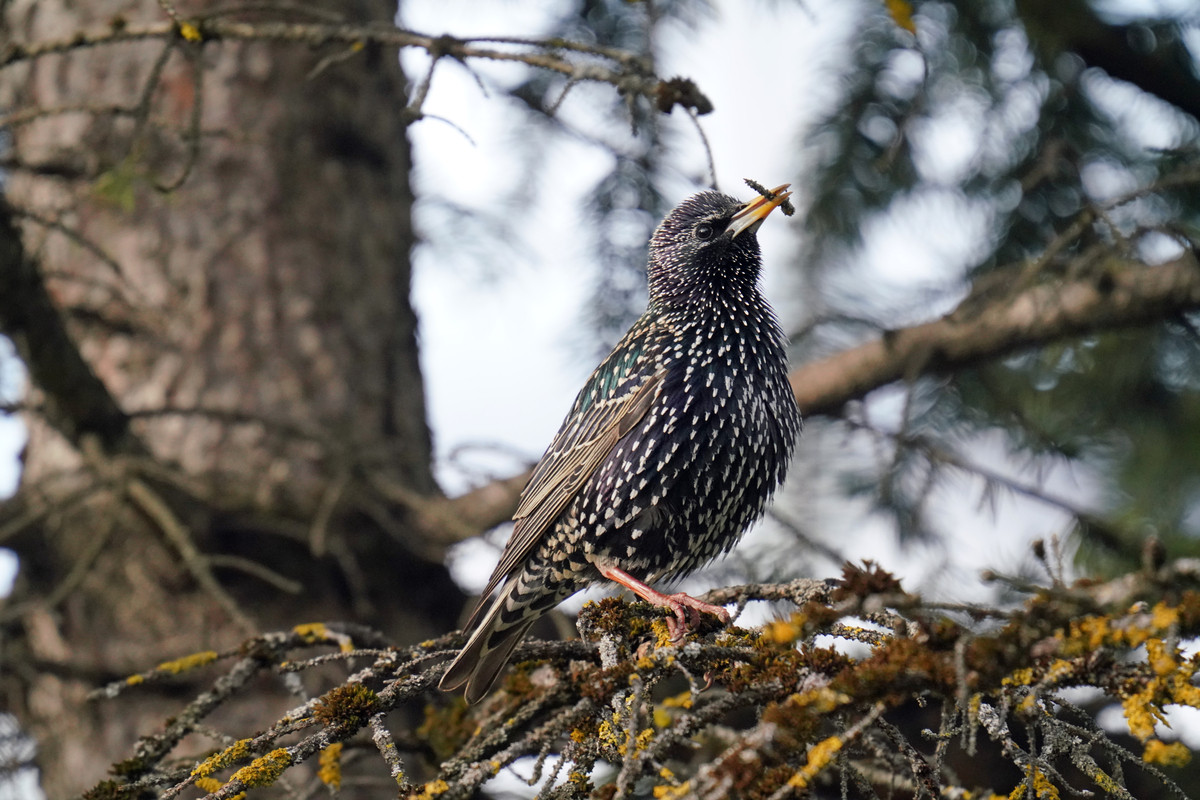 Cet oiseau rare et coloré pourrait apparaître dans le jardin avant la ...