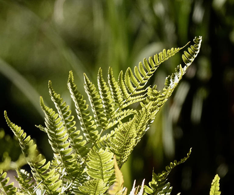 Best evergreen ferns – 5 unusual options to grow for year-round ...