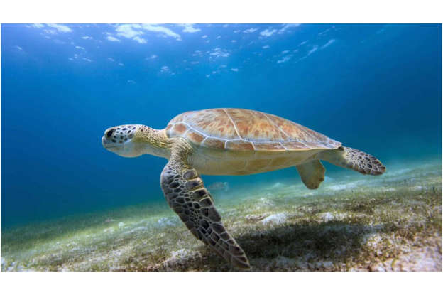 The Magnetic Navigation of Sea Turtles: Deep Dive Into Marine Migration The Magnetic Navigation of Sea Turtles: Deep Dive Into Marine Migration