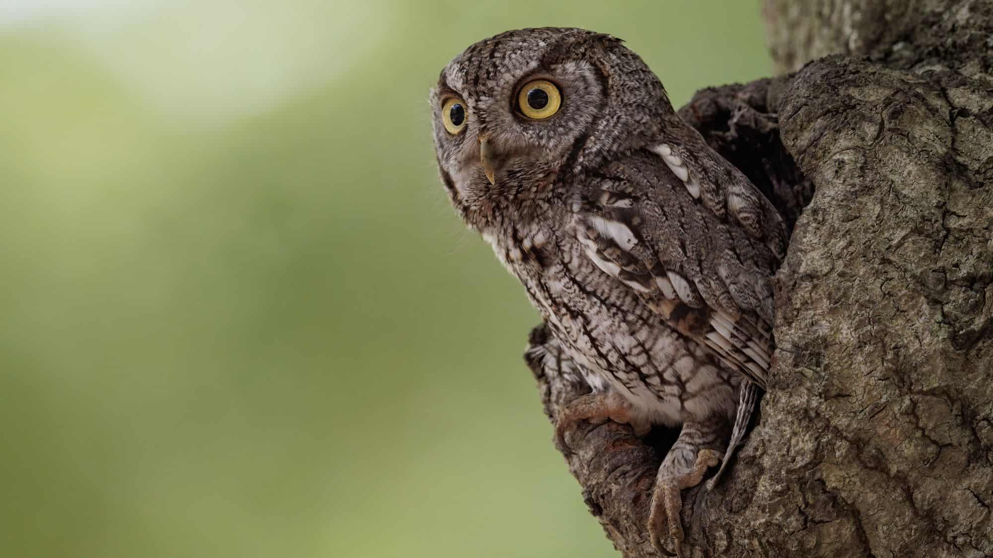 9 Animals So Well Camouflaged They’re Almost Impossible to See