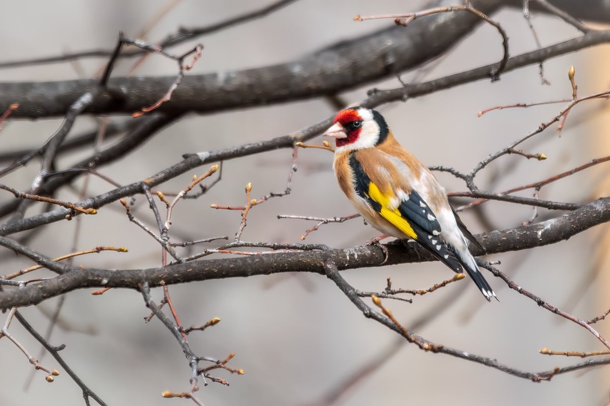 Cet oiseau rare et coloré pourrait apparaître dans le jardin avant la ...