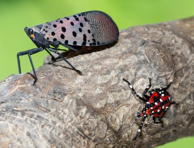 Infestations of spotted lanternflies found in six MA towns this year ...
