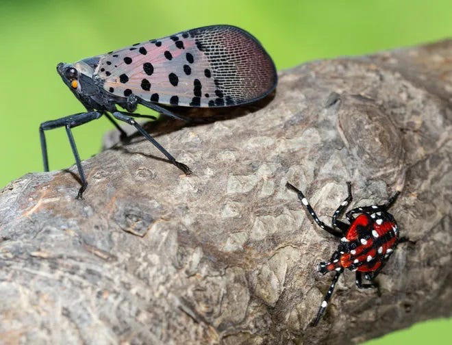 Spotted lanternflies are spreading in RI. Why they may not be as bad as ...