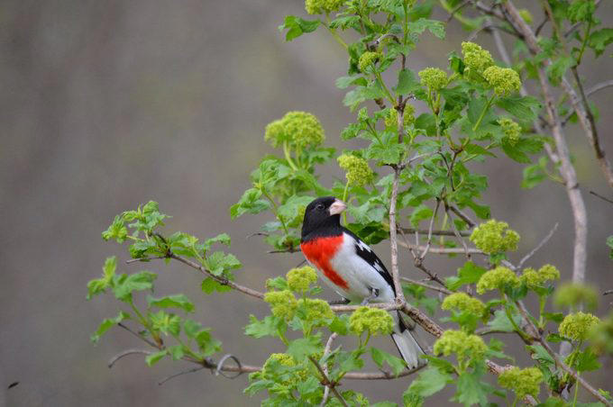 Signs of Spring: 8 Great Spring Bird Moments