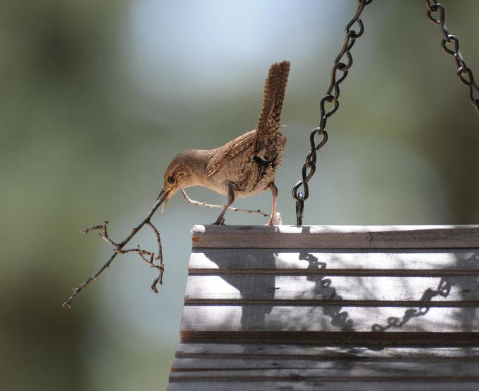 Signs of Spring: 8 Great Spring Bird Moments