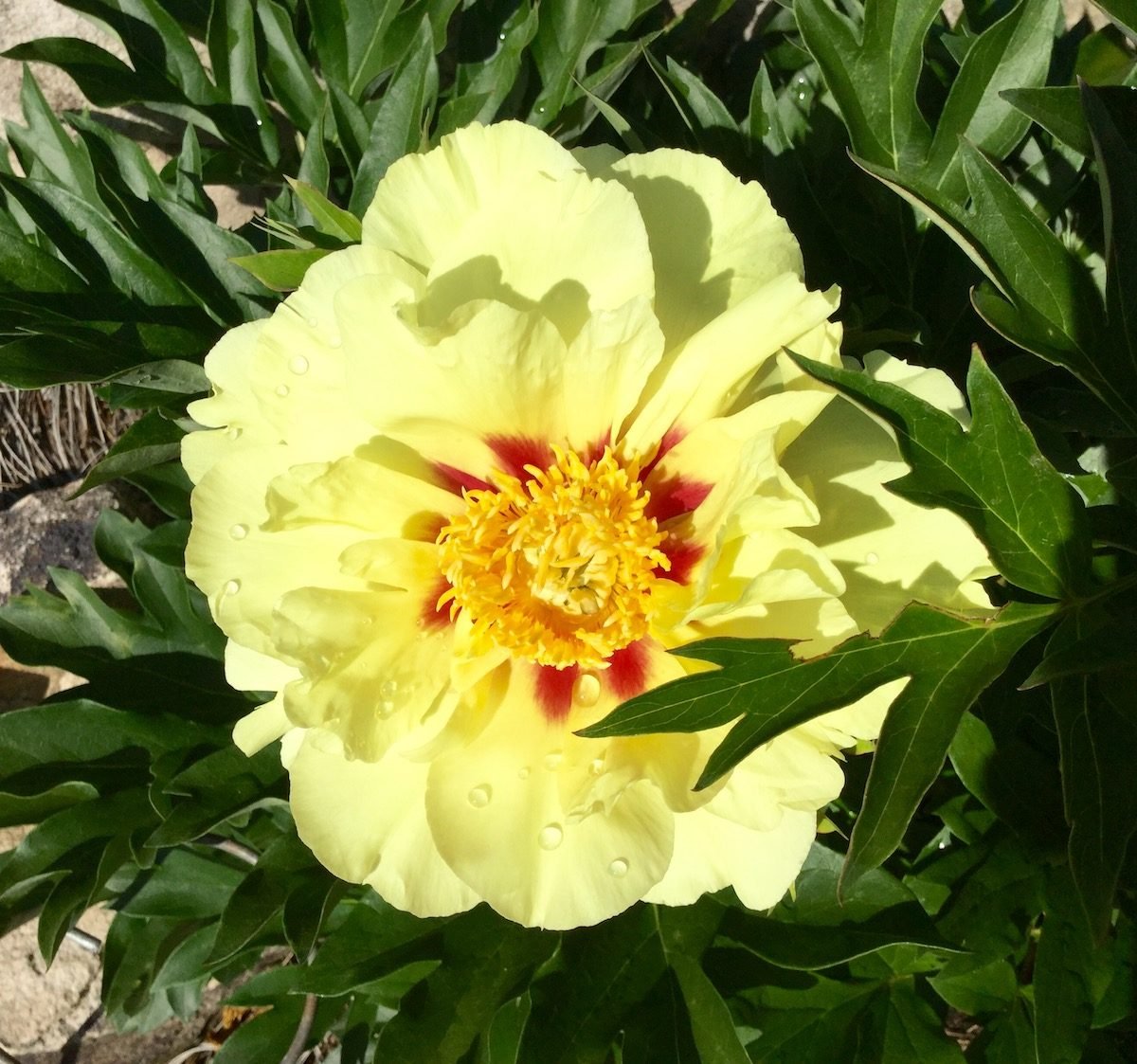 Top 10 big flowers for your garden