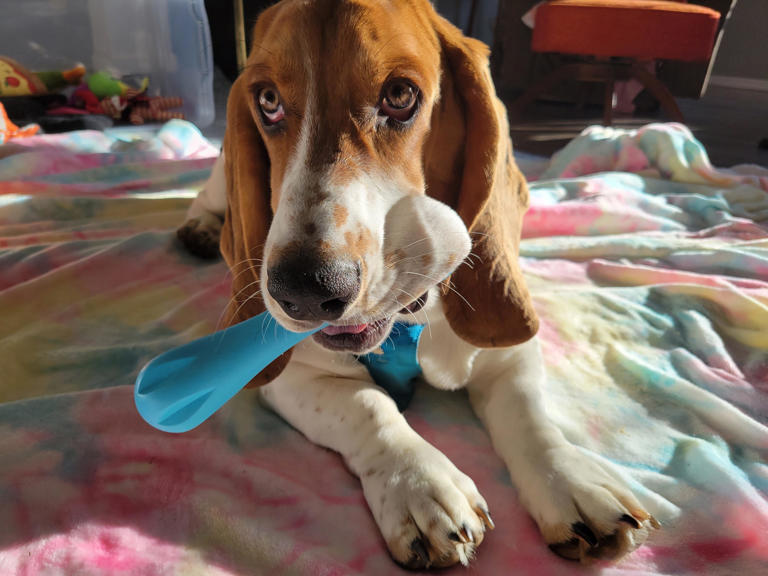 The best puppy toys for solo and interactive play, tested and reviewed