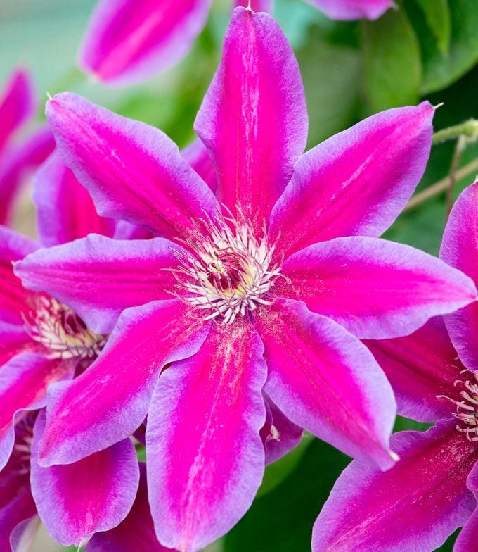 Top 10 big flowers for your garden
