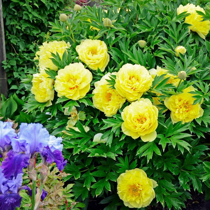 Top 10 big flowers for your garden