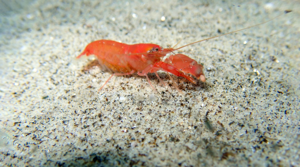 12 Creatures with Hidden Weapons That Make Them Lethal