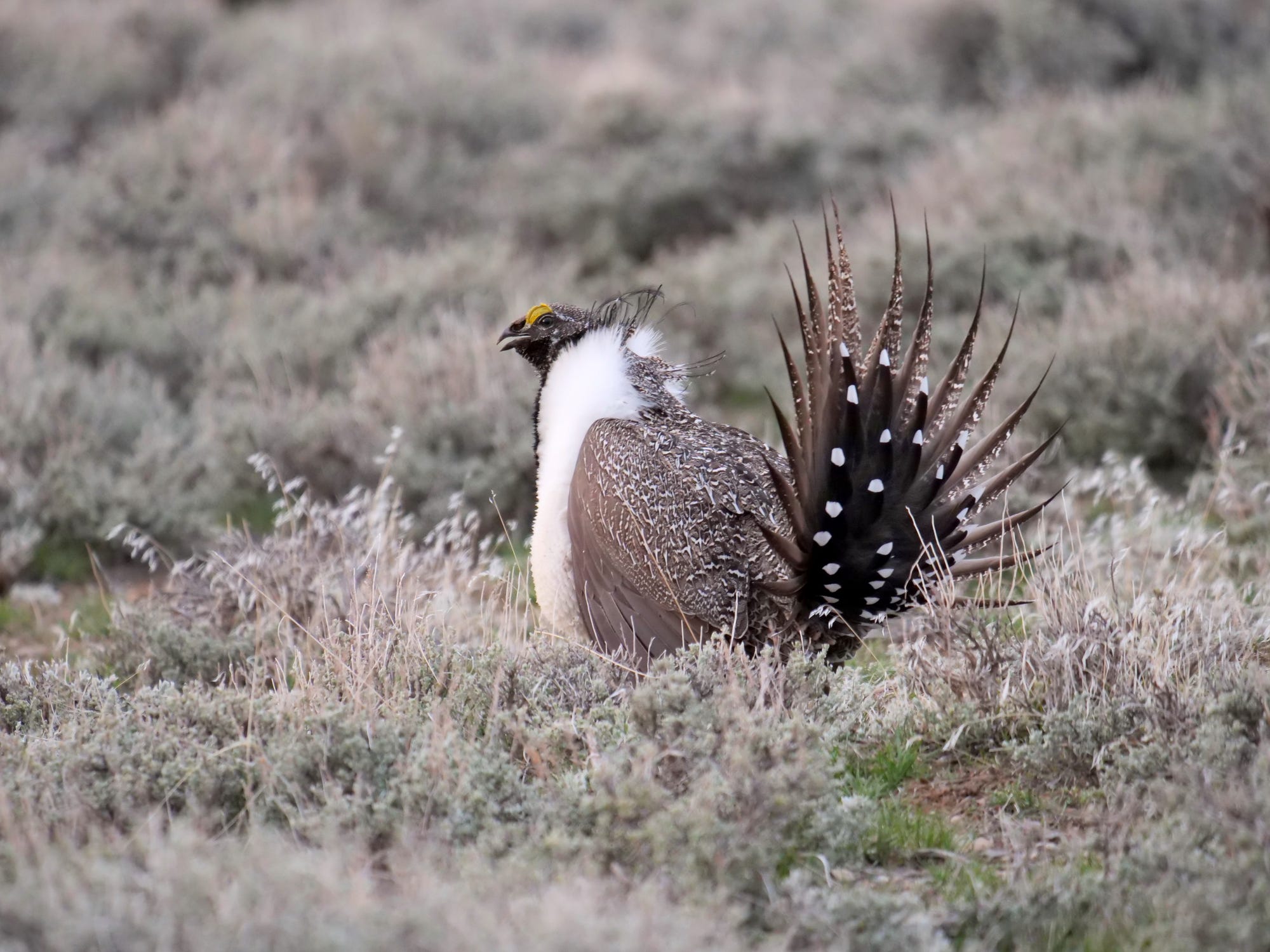 Uncertainty is simply bad for business — Sagebrush Country and a ...
