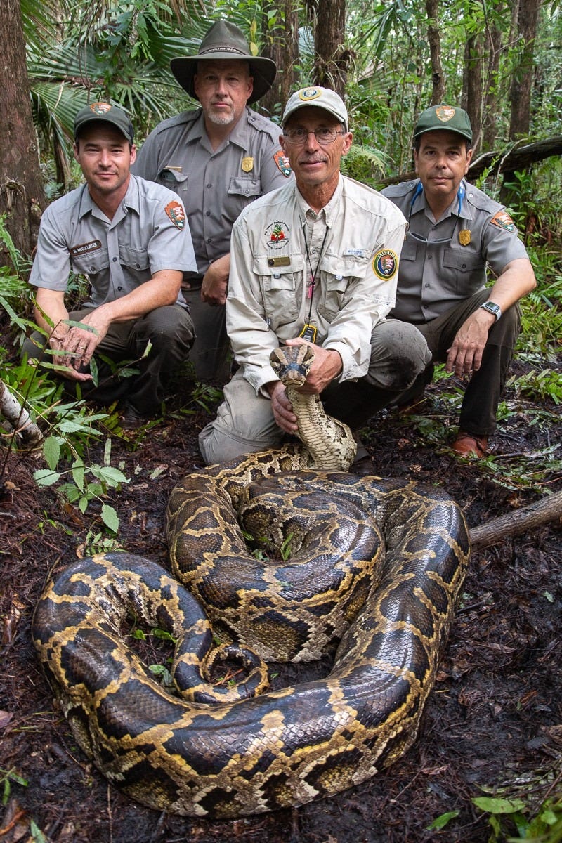 As Florida temperatures dip, can invasive Burmese python survive cold ...
