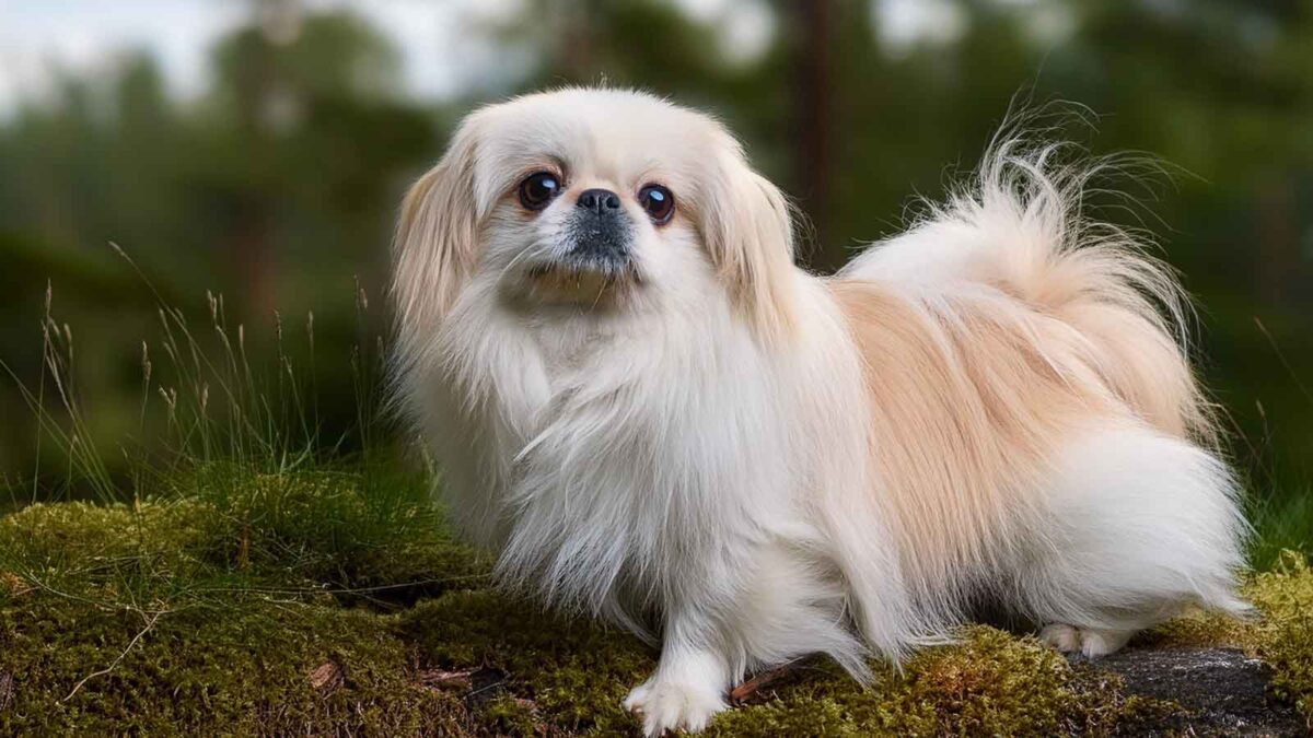10 Dogs That Were Literally Created For The Rich And Famous