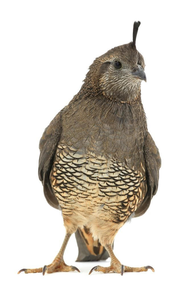 8 Fascinating Quail Facts You Didn’t Know
