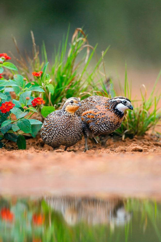 8 Fascinating Quail Facts You Didn’t Know