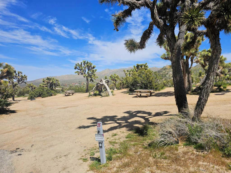 Guide to Black Rock Campground in Joshua Tree National Park