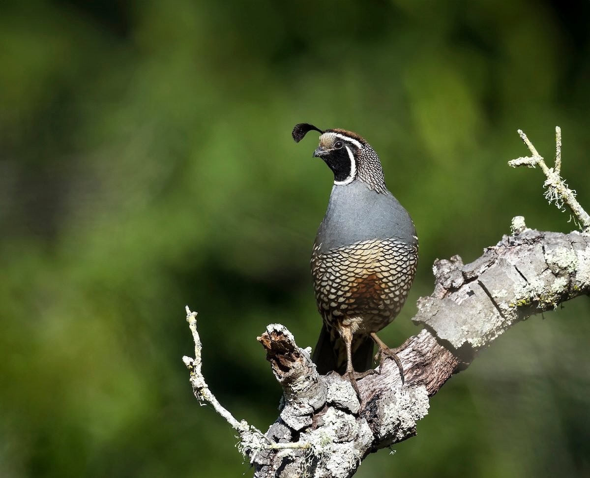 8 fascinating quail facts you didn’t know