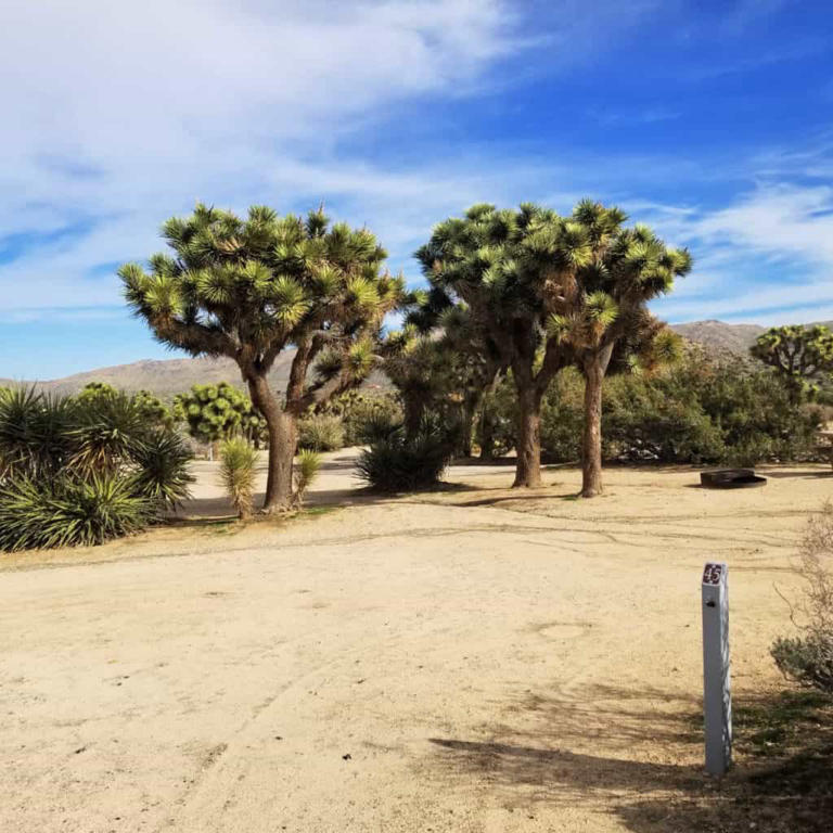Guide to Black Rock Campground in Joshua Tree National Park