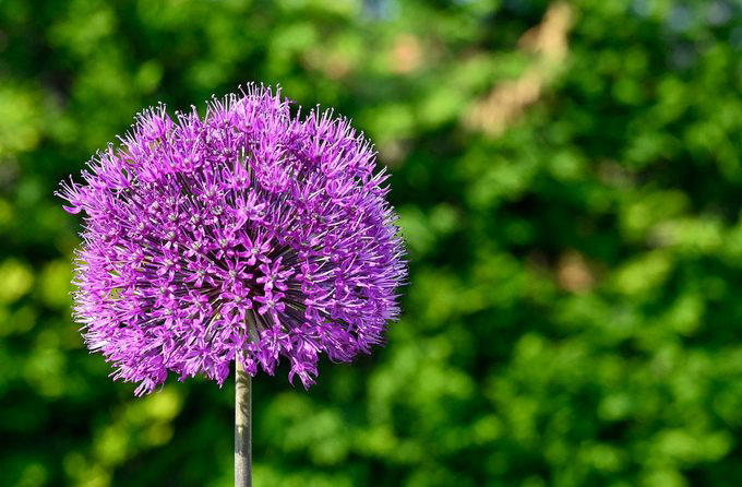 Top 10 Big Flowers for Your Garden