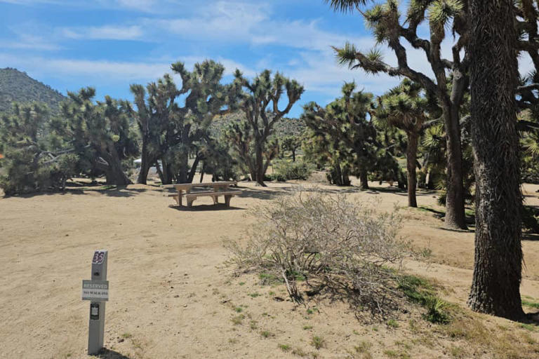 Guide to Black Rock Campground in Joshua Tree National Park
