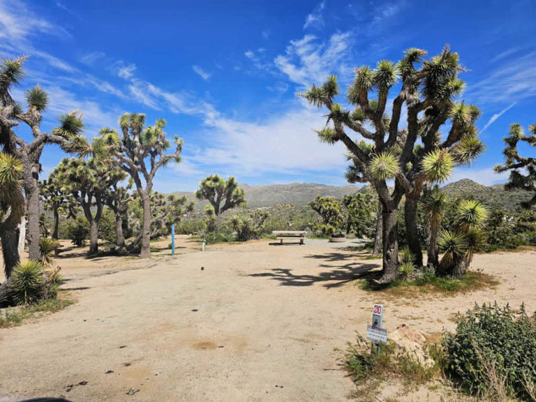 Guide to Black Rock Campground in Joshua Tree National Park