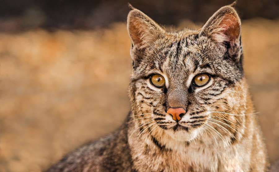 Natural Resources Commission seeks feedback on bobcat season Natural Resources Commission seeks feedback on bobcat season