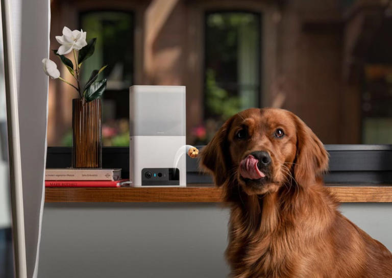 8 Amazing Pet Gadgets to Get Your Furry Friend