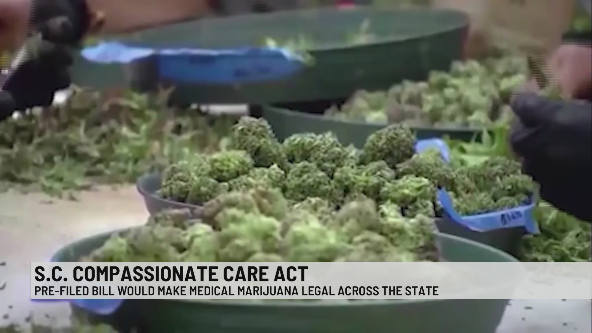 Pre-filed bill would legalize medical marijuana in South Carolina Pre-filed bill would legalize medical marijuana in South Carolina