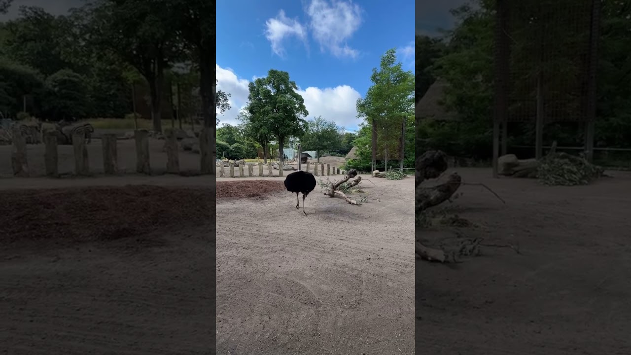 Male ostrich performs an elaborate courtship