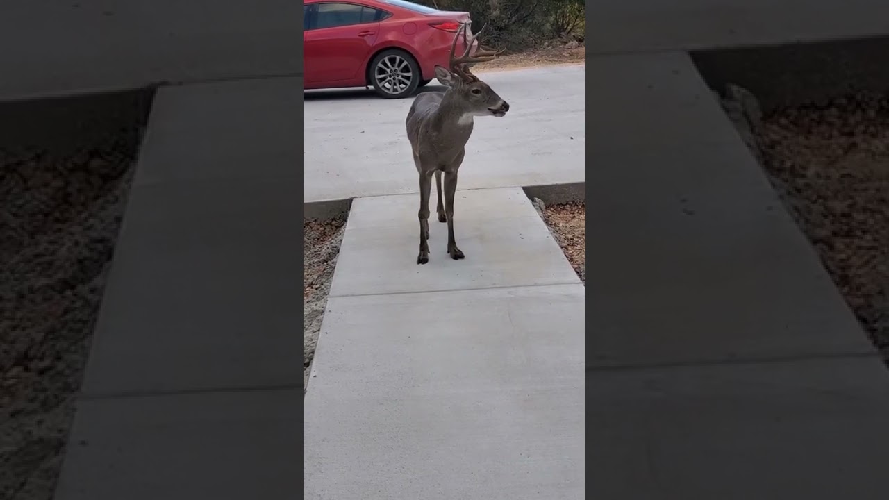 Clear Signs a Whitetail Buck Has Chronic Wasting Disease