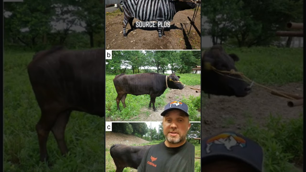 Cattle Fly Reduction: Techniques for Better Livestock Health