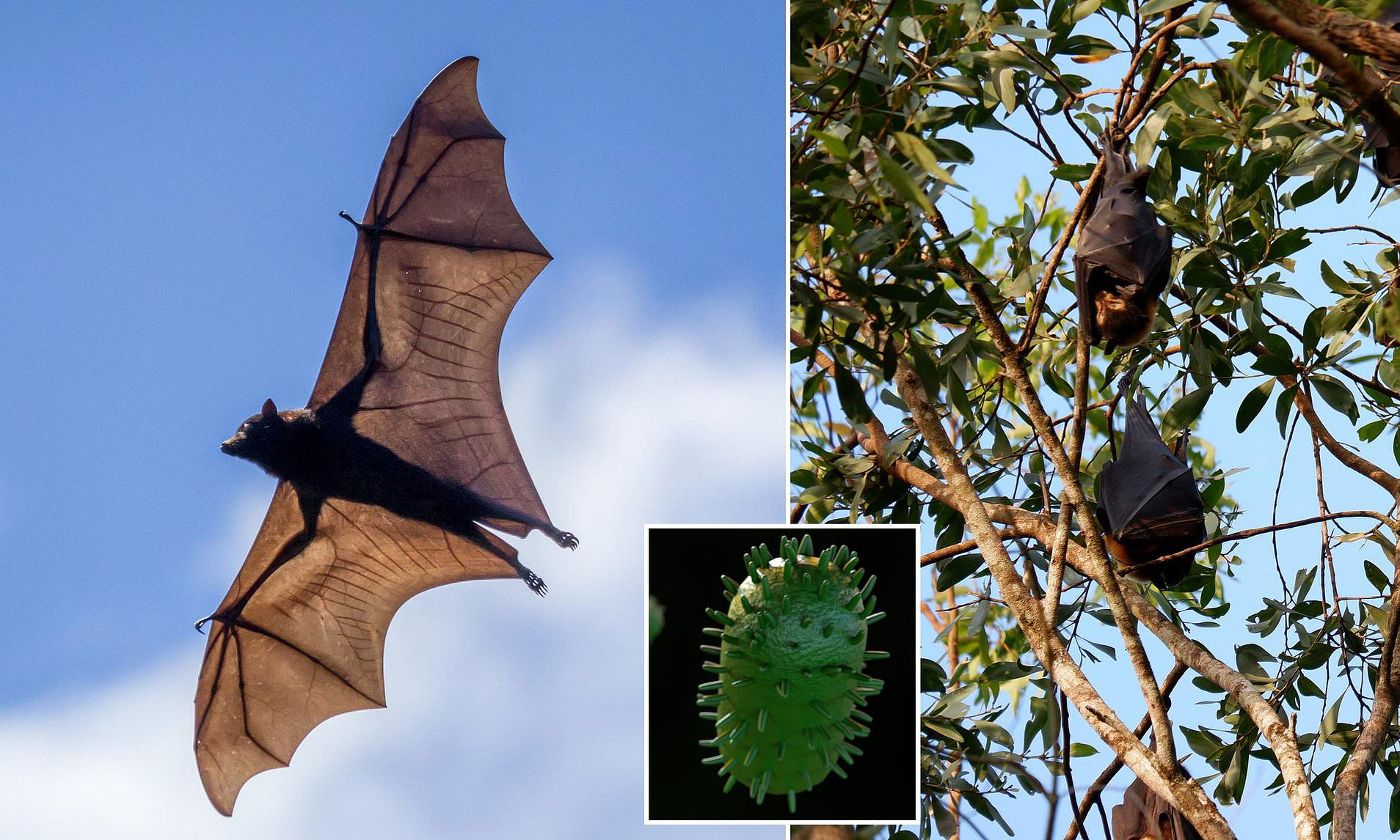 Warning about deadly 'bat virus' in Australia Warning about deadly 'bat virus' in Australia